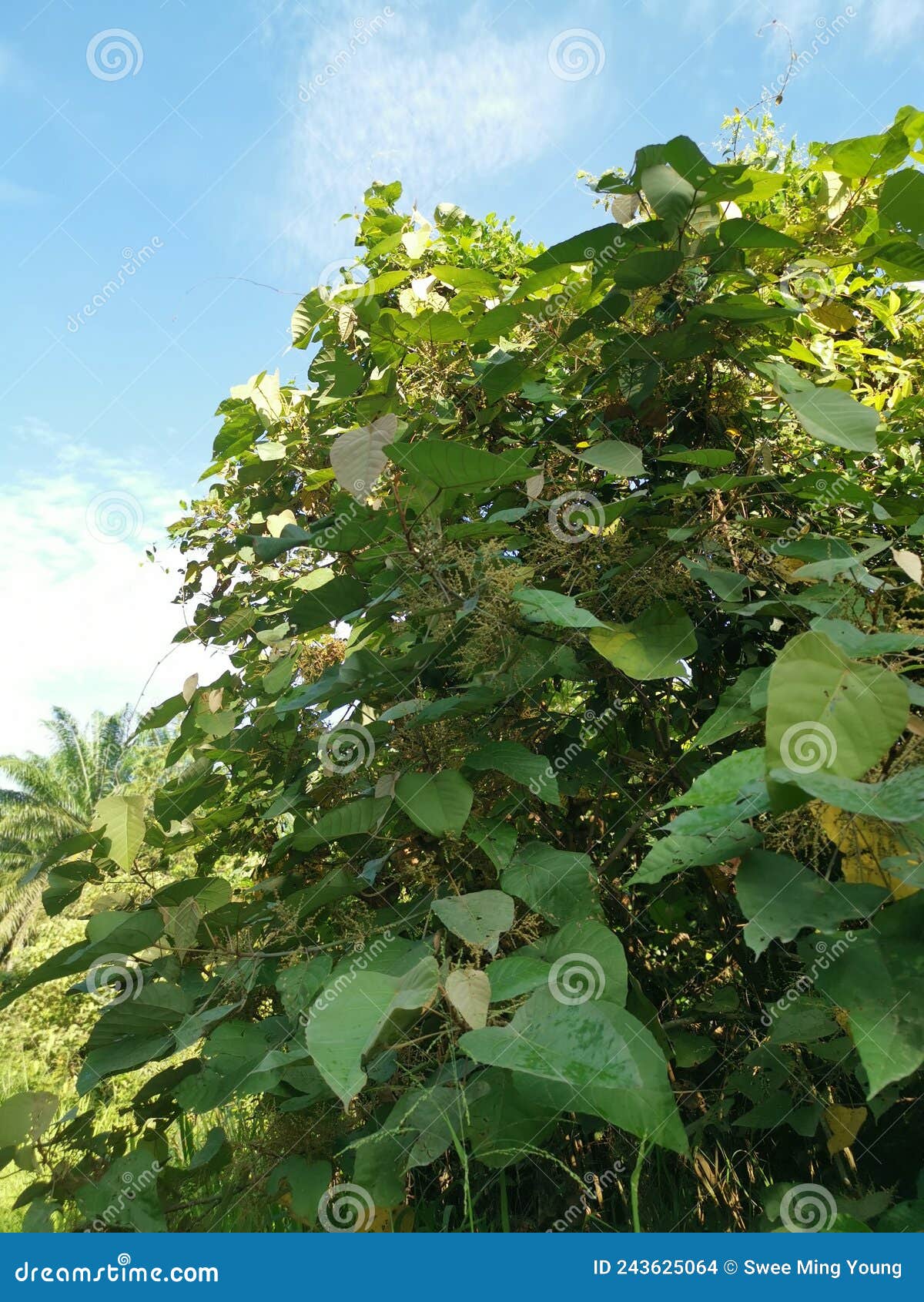 Parasol Tree Leaves With Bench Stock Photo | CartoonDealer.com #35382948