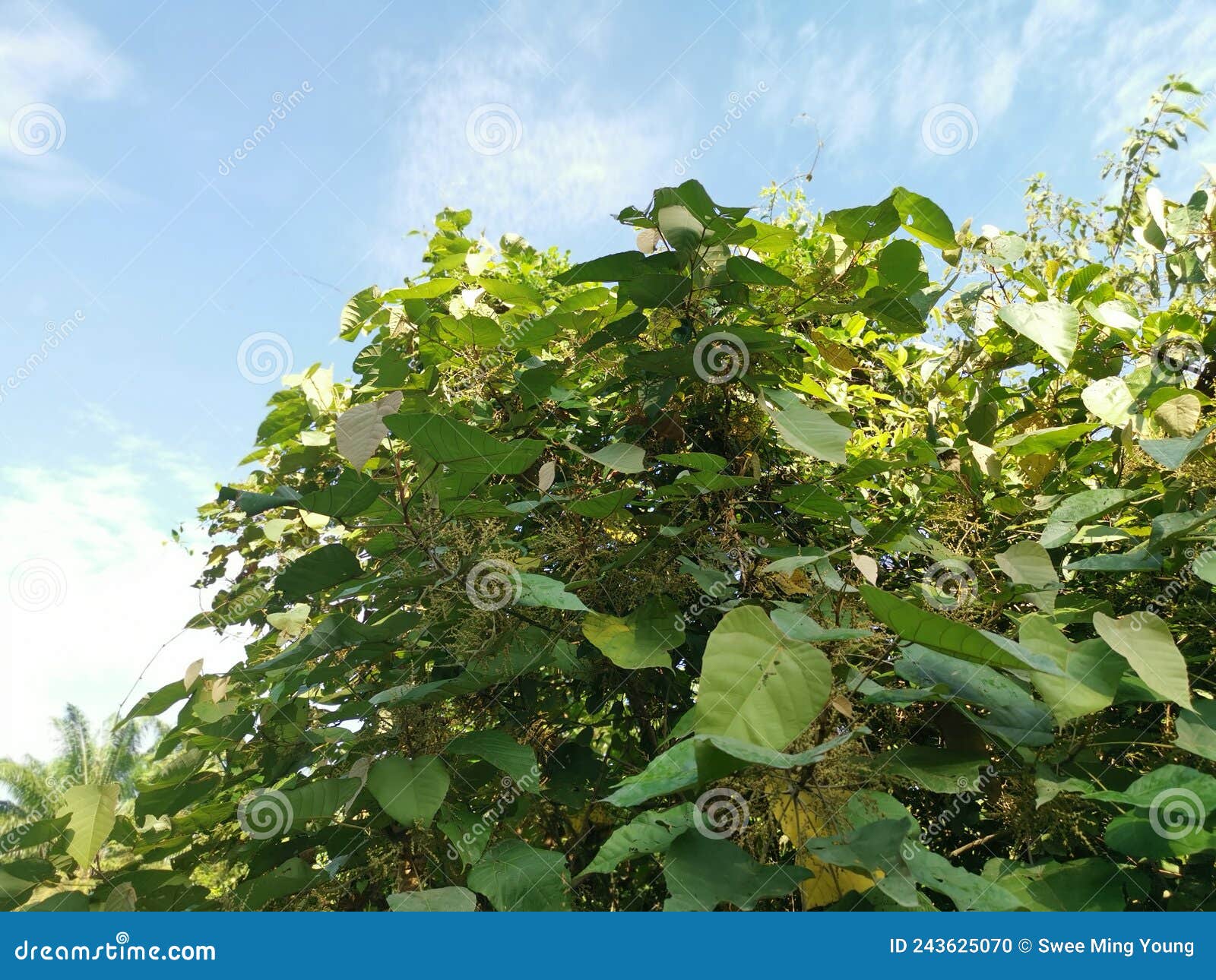 Parasol Tree Leaves With Bench Stock Photo | CartoonDealer.com #35382948