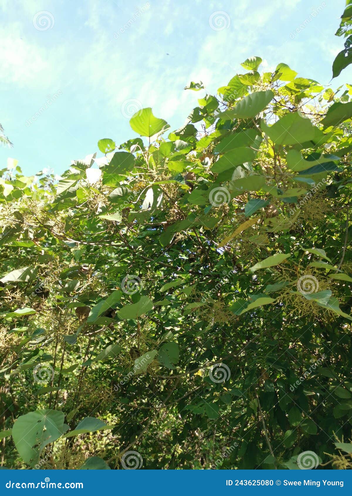 Parasol Tree Leaves Stock Photo | CartoonDealer.com #35426076