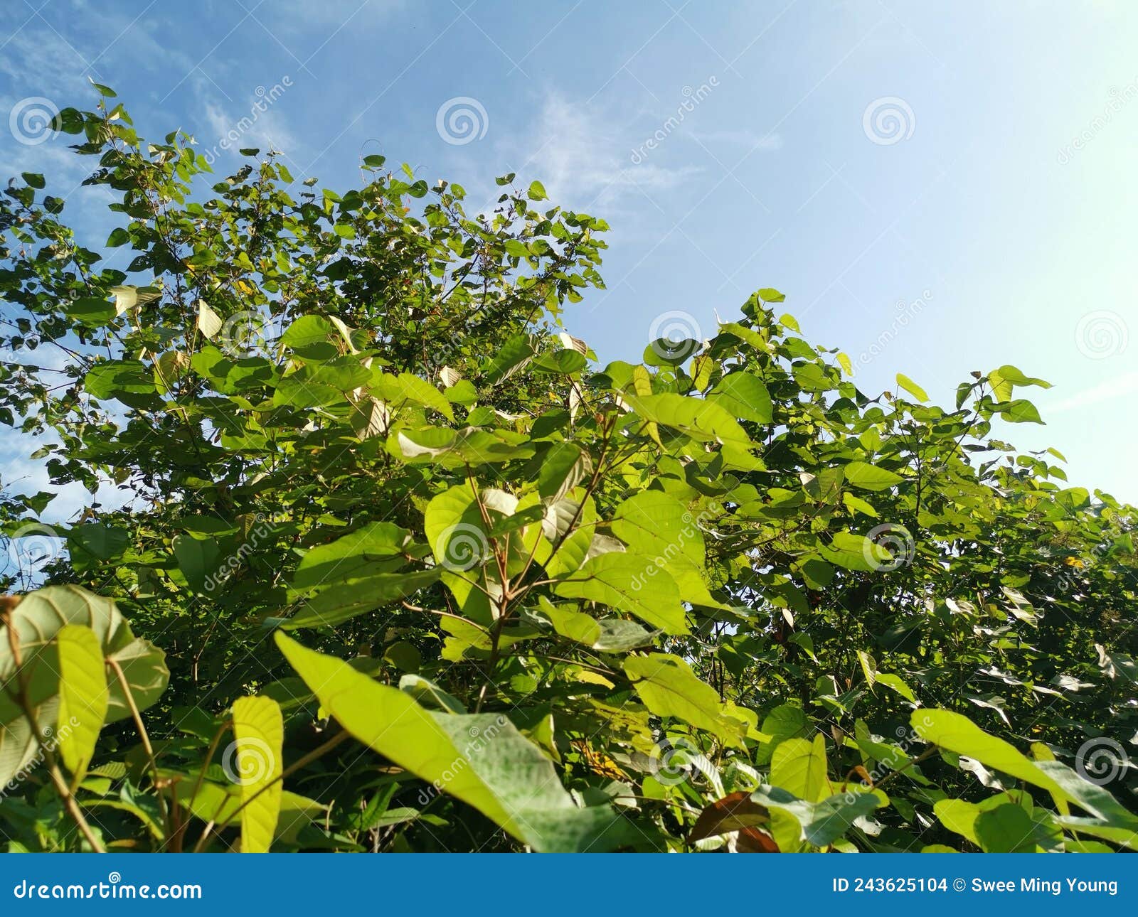 Parasol Tree Leaves Stock Photo | CartoonDealer.com #35426076