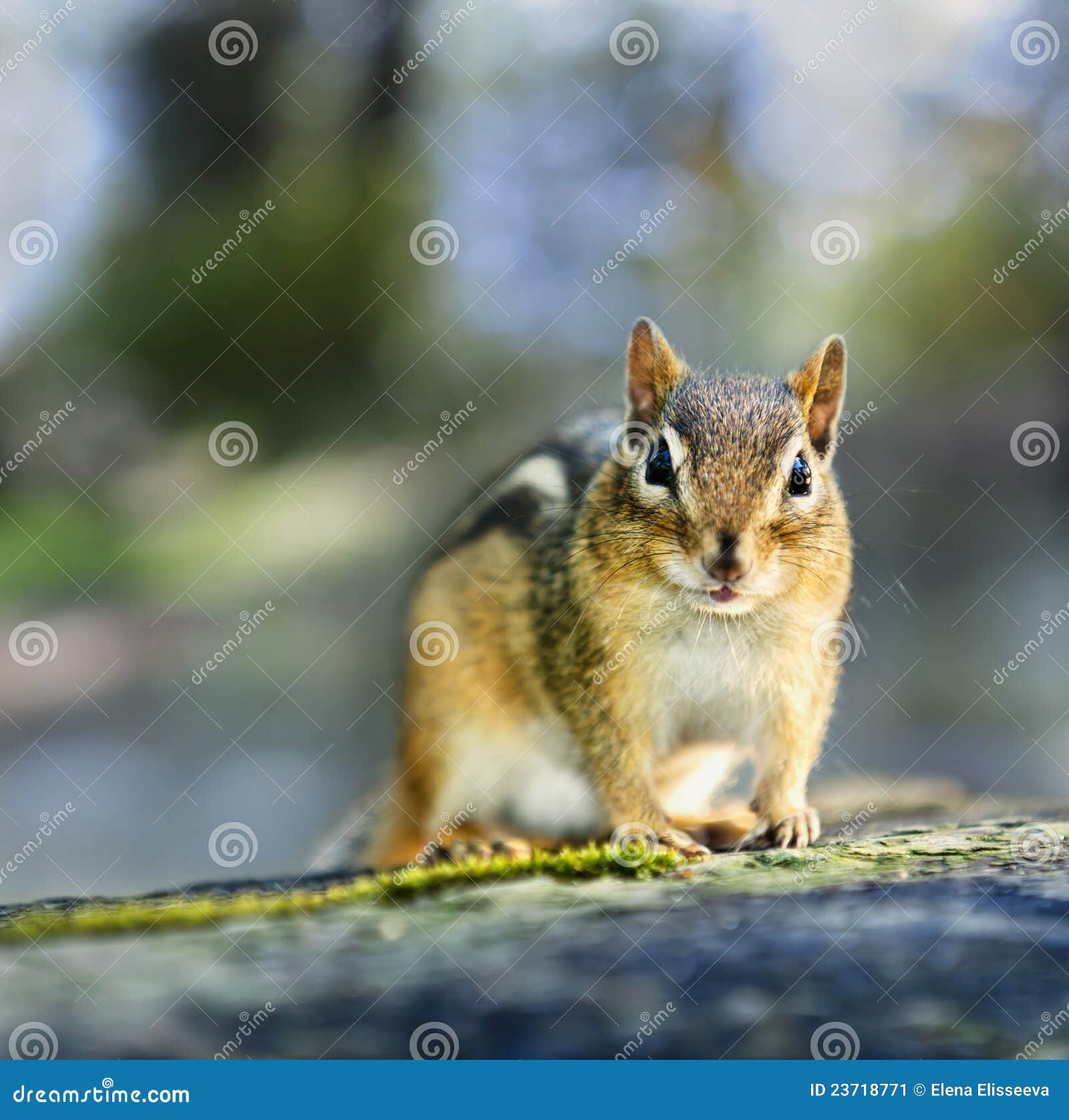 Wild chipmunk stock image. Image of looking, watching - 23718771