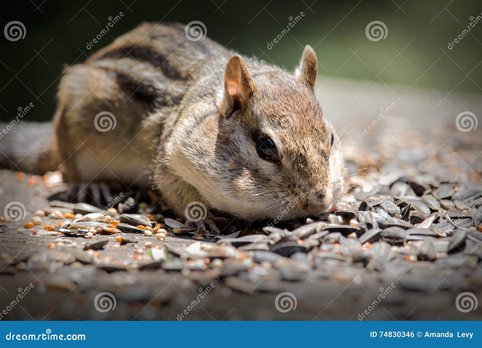 Wild Chipmunk on a Cottage Deck Eating Bird Seed Stock Photo - Image of ...