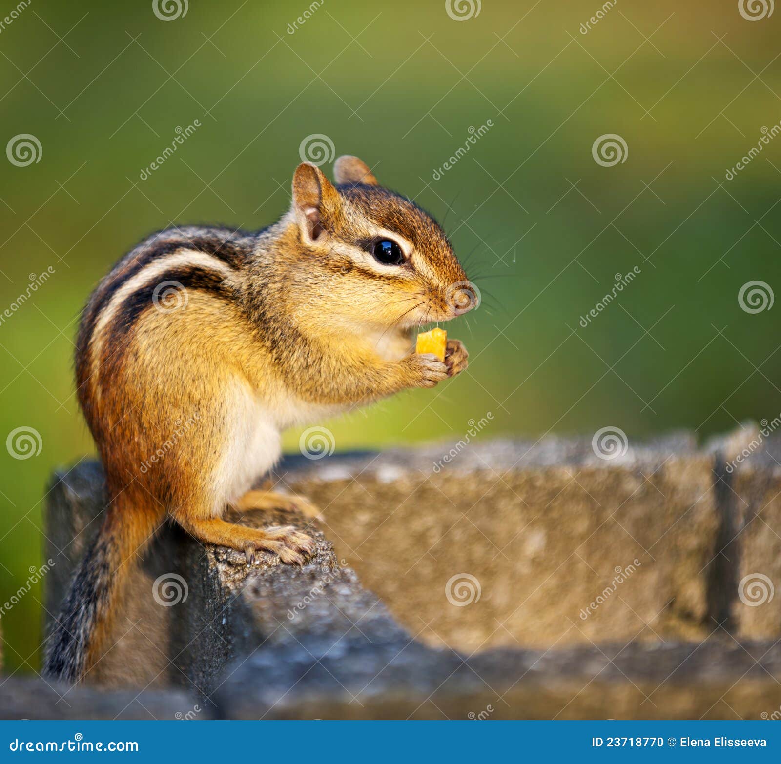 Wild chipmunk eating nut stock photo. Image of nature - 23718770