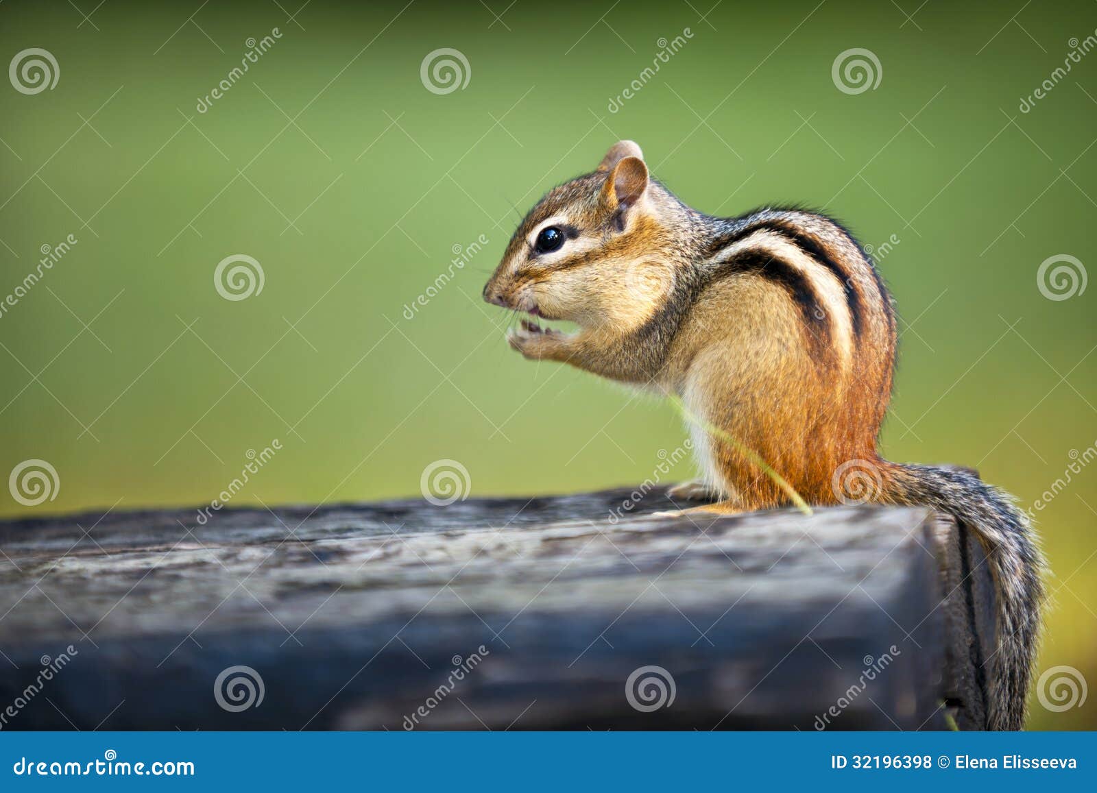 Wild chipmunk eating nut stock photo. Image of cute, chewing - 32196398