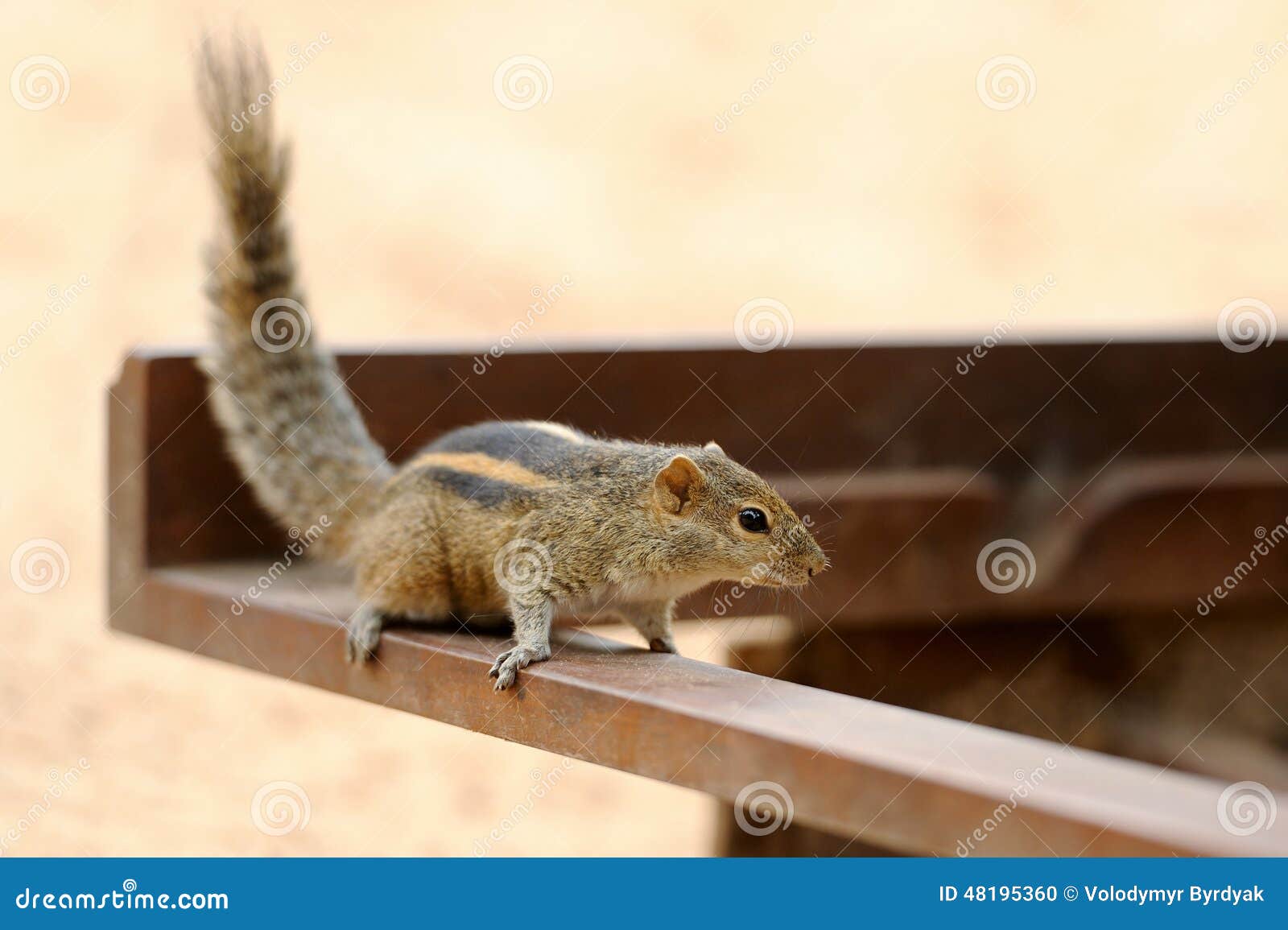 Wild chipmunk stock photo. Image of eastern, adorable - 48195360
