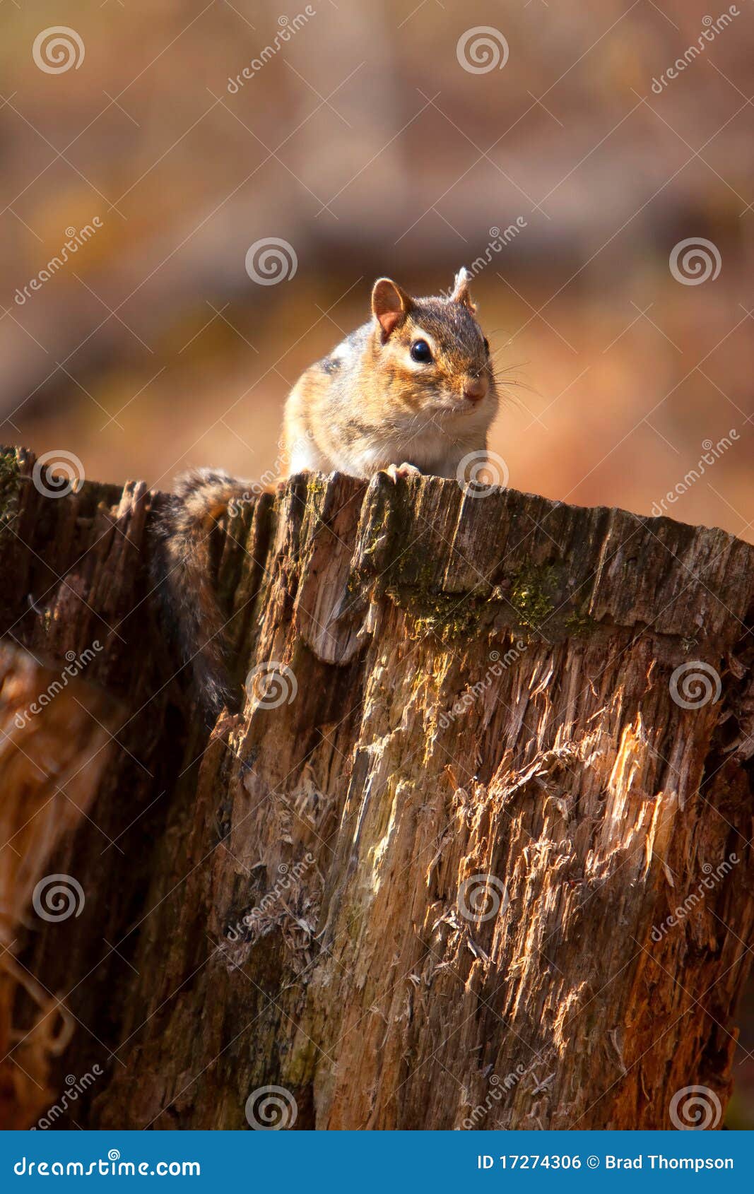 Wild Chipmunk on Log stock photo. Image of nature, curious - 17274306
