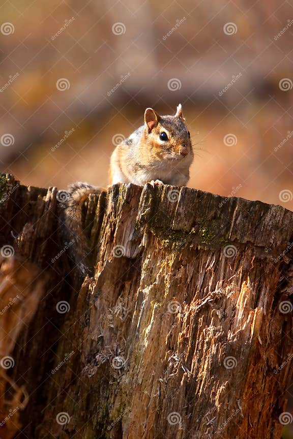Wild Chipmunk on Log stock photo. Image of nature, curious - 17274306
