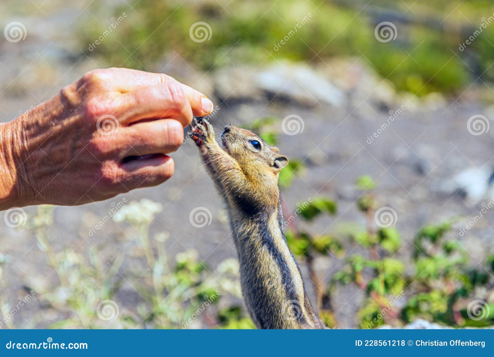 Wild Chipmunk Reaching for a Human Hand Stock Photo - Image of chipmunk ...