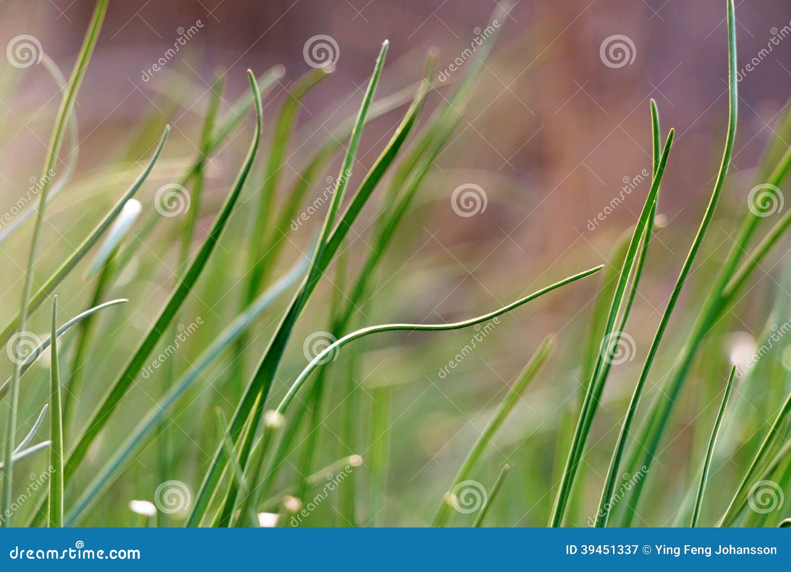 Wild chives stock image. Image of growing, food, fresh - 39451337