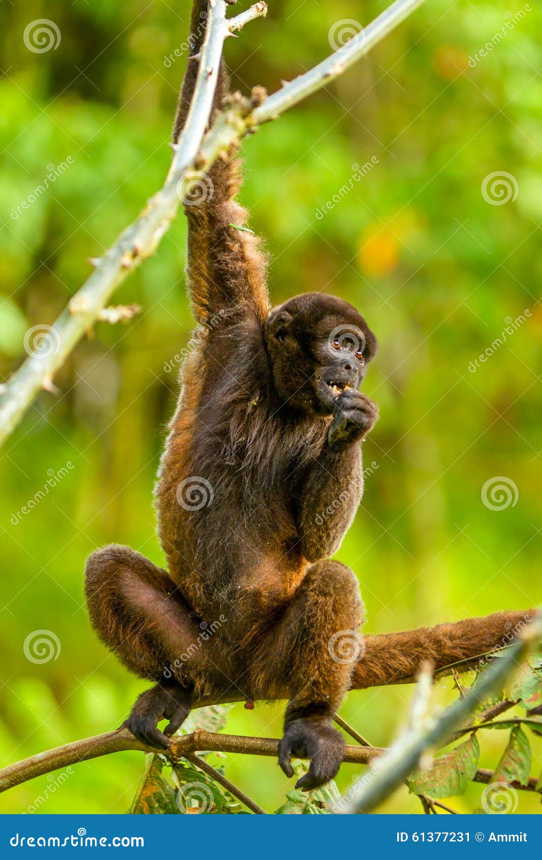Wild Chorongo Monkey in Ecuador Stock Image - Image of hairy, primate ...