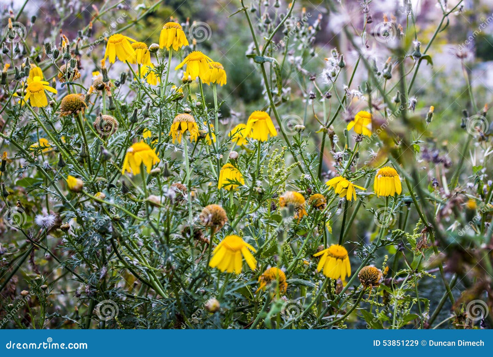 Wild chrysanthemum stock image. Image of landscape, lellux - 53851229