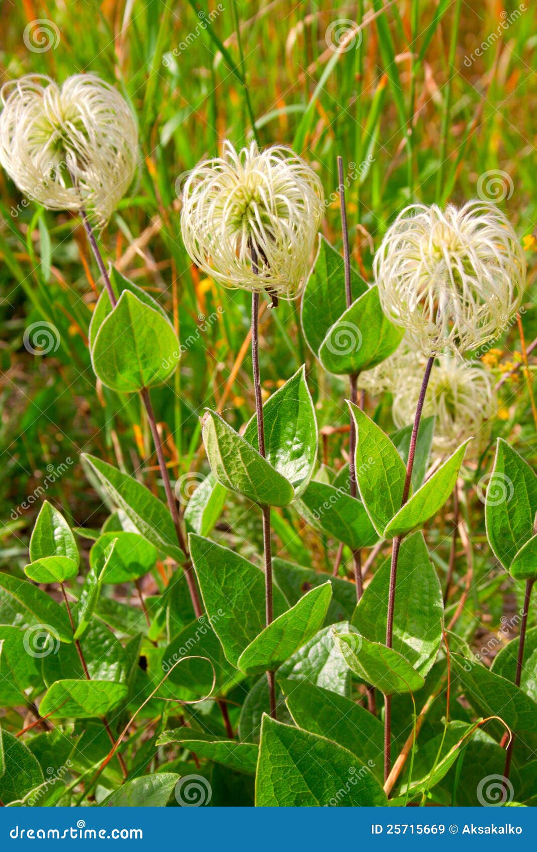 Wild Clematis integrifolia stock image. Image of rankpflanze - 25715669