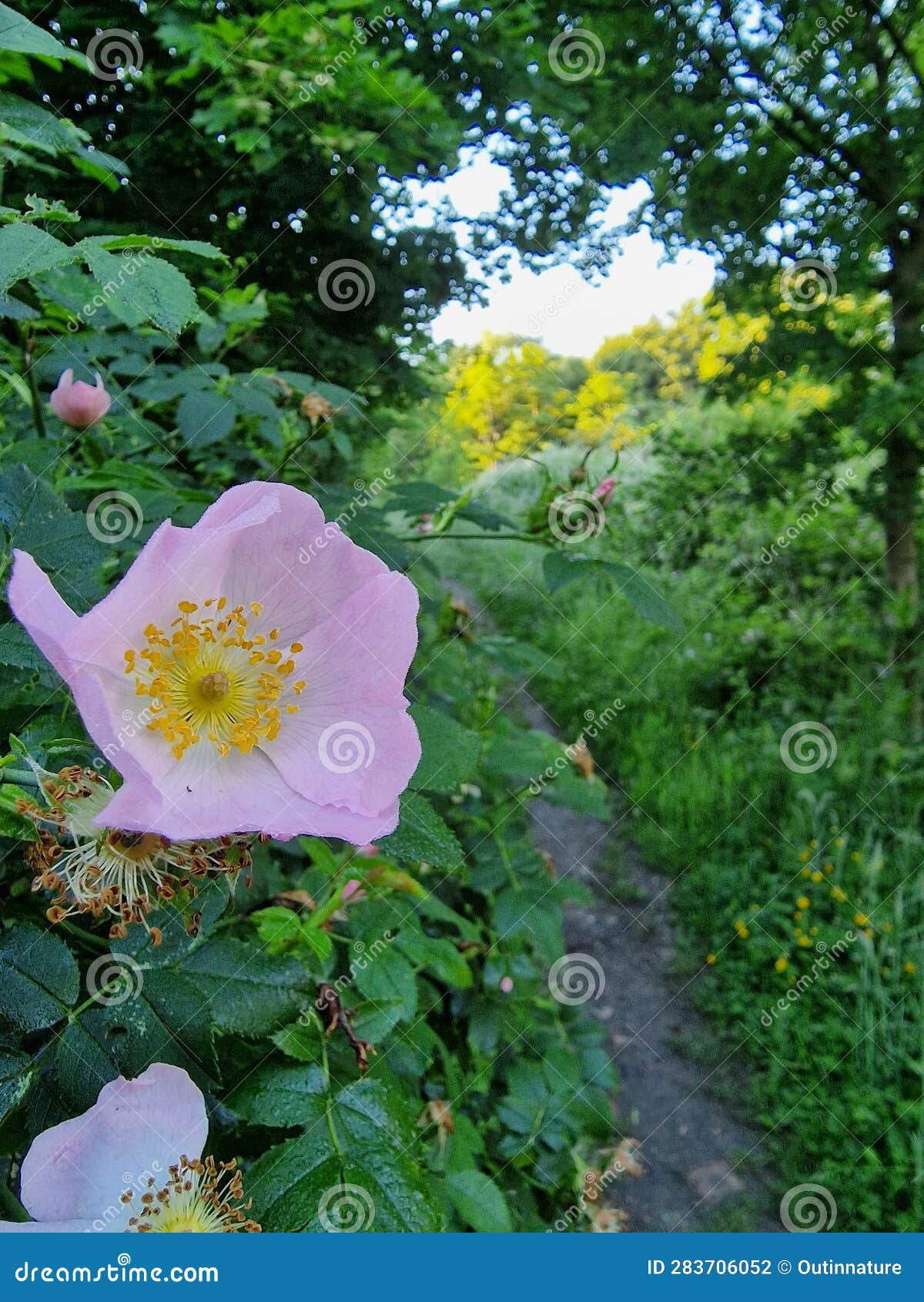 Wild Climbing Rose in Nature Stock Photo - Image of wildflower, pink ...