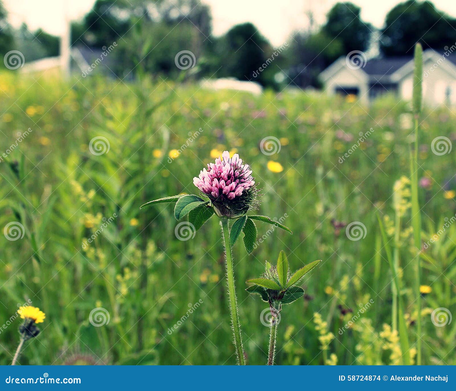 Wild clover in a field stock photo. Image of flowers - 58724874