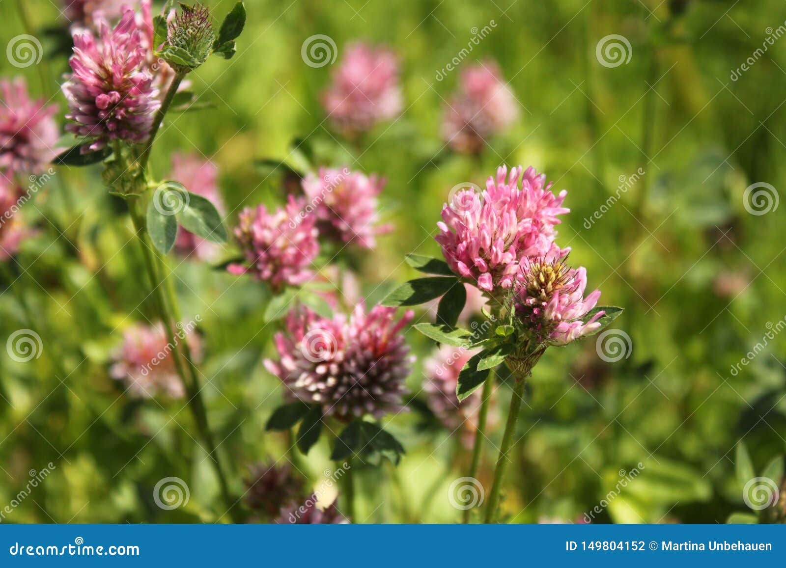 Wild clover in the meadow stock photo. Image of pink - 149804152