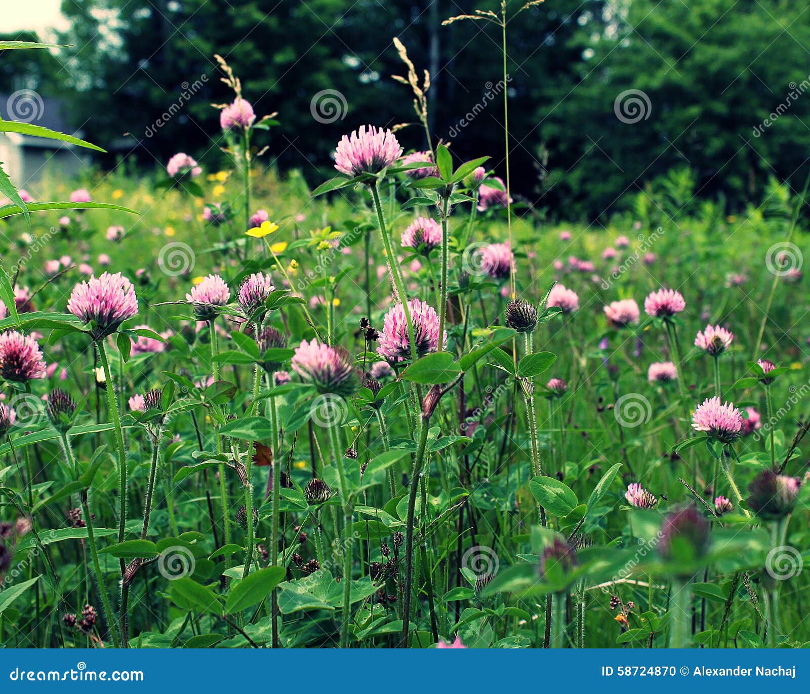 Wild clovers in a field stock photo. Image of park, flowers - 58724870