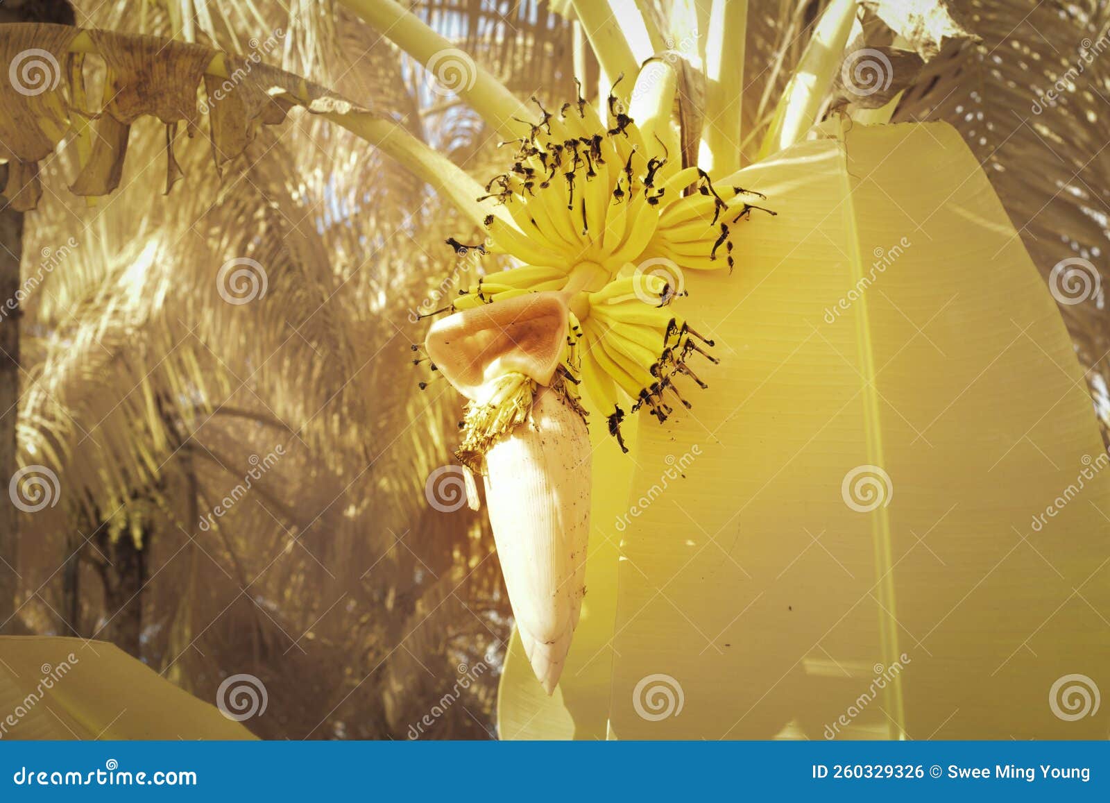 Wild Cluster of the Banana Fruit Hanging on Tree. Stock Photo - Image ...