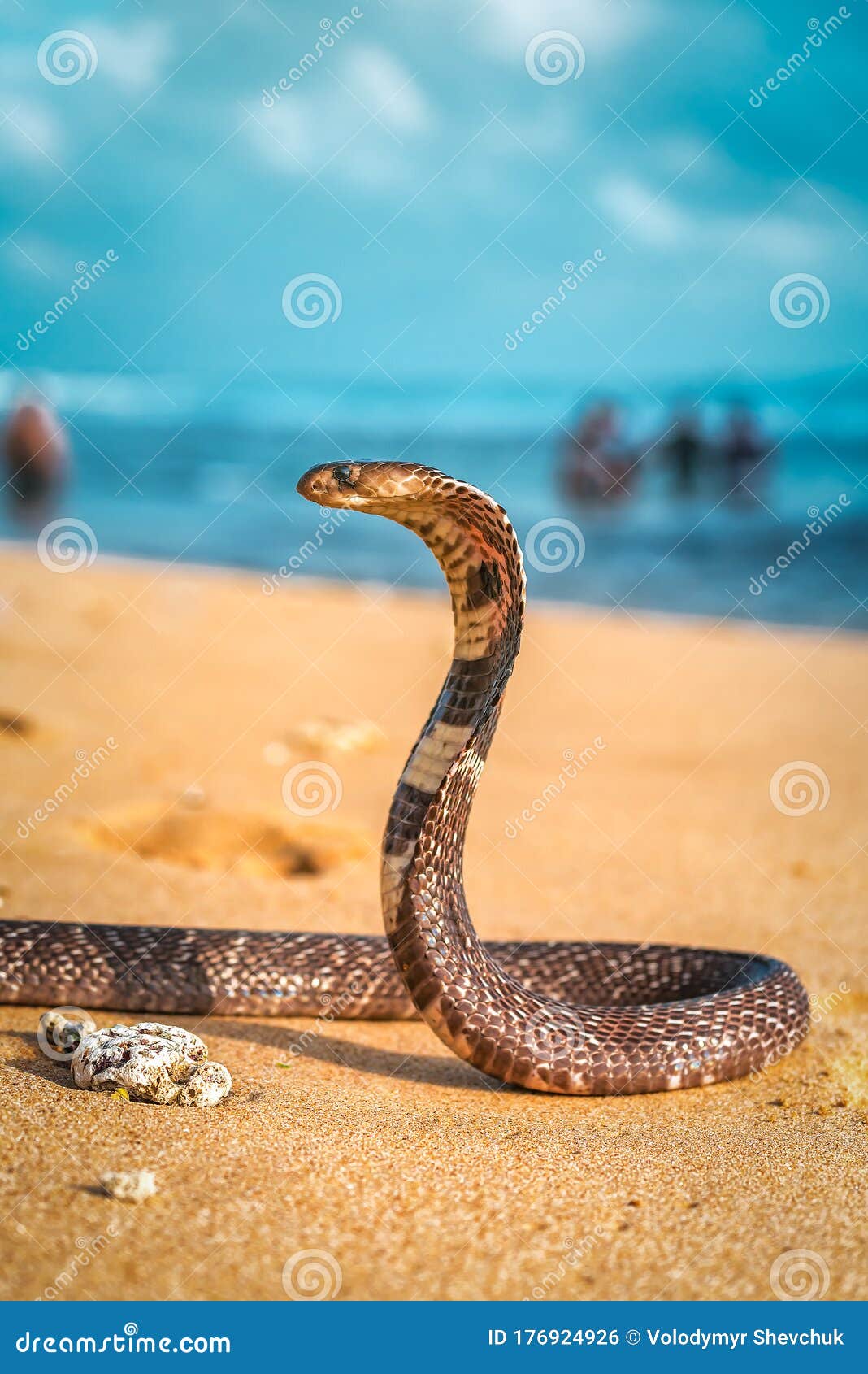 Wild cobra on the beach stock photo. Image of reptile - 176924926