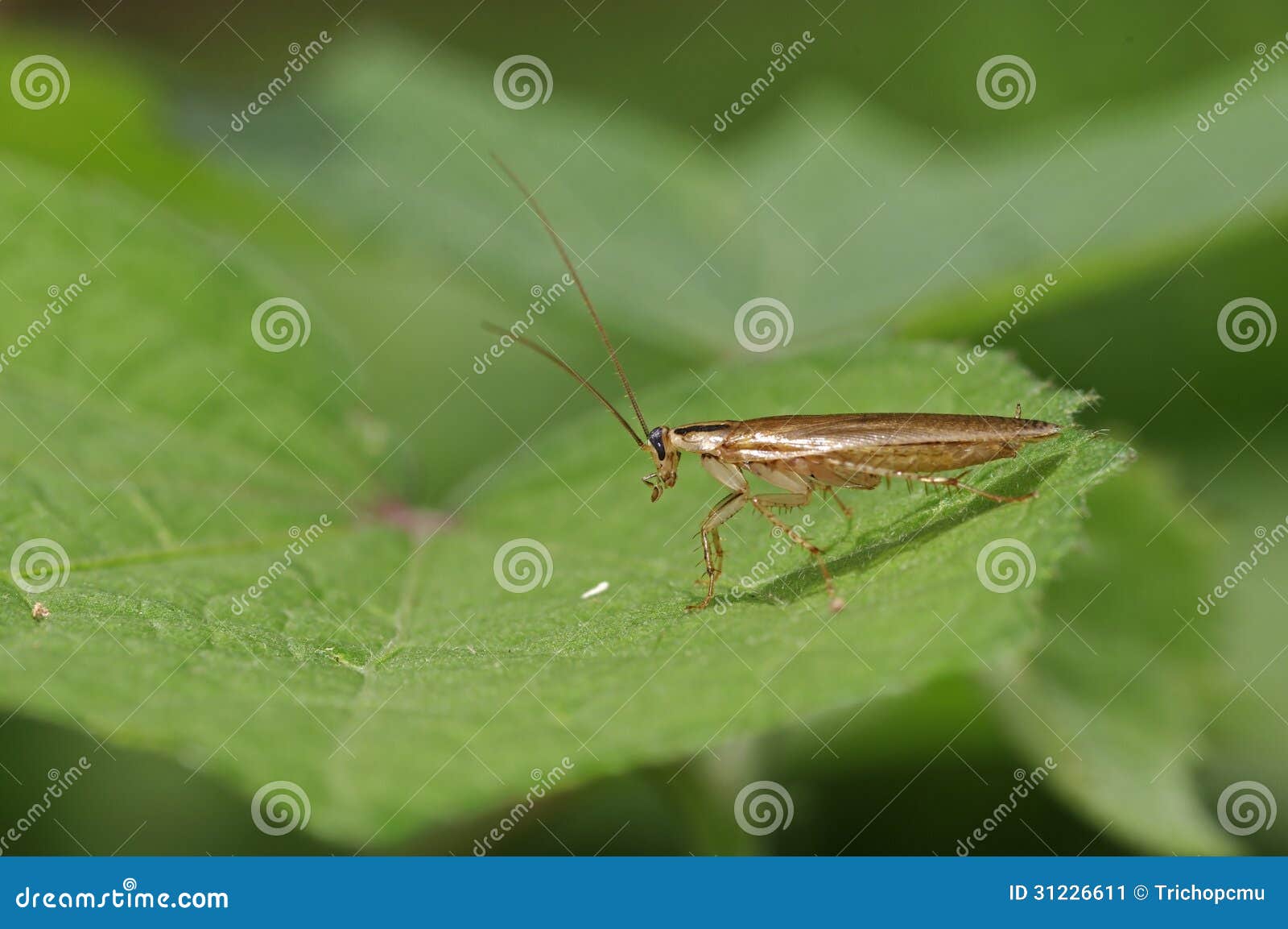 Wild cockroach stock image. Image of chiang, tropical - 31226611