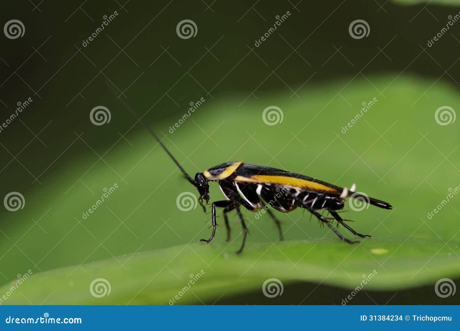 Wild cockroach stock photo. Image of wild, paddy, tree - 31384234