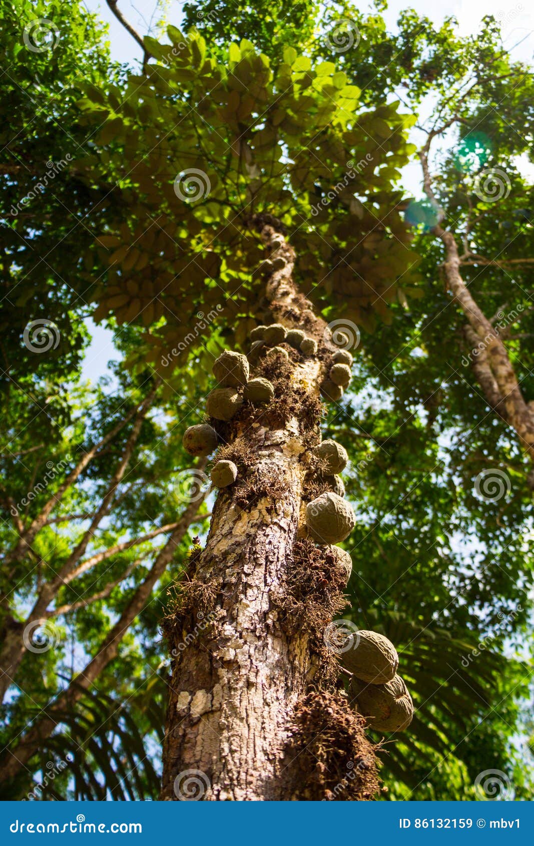 Wild Cocoa stock image. Image of explore, base, growth - 86132159