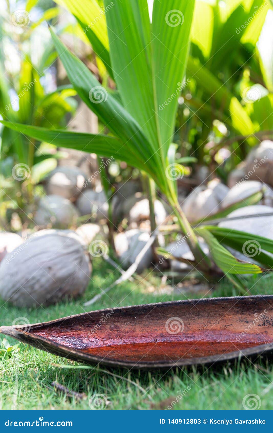 Wild Coconuts on a Background of Leaf with Rain Water Stock Image ...
