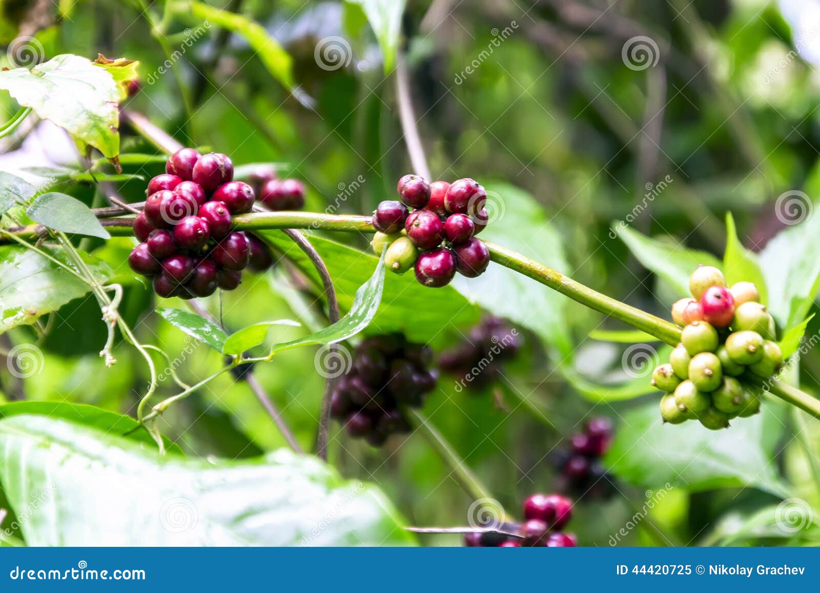 Wild Coffee in Mountains of Sumatra. Stock Image - Image of pulau ...