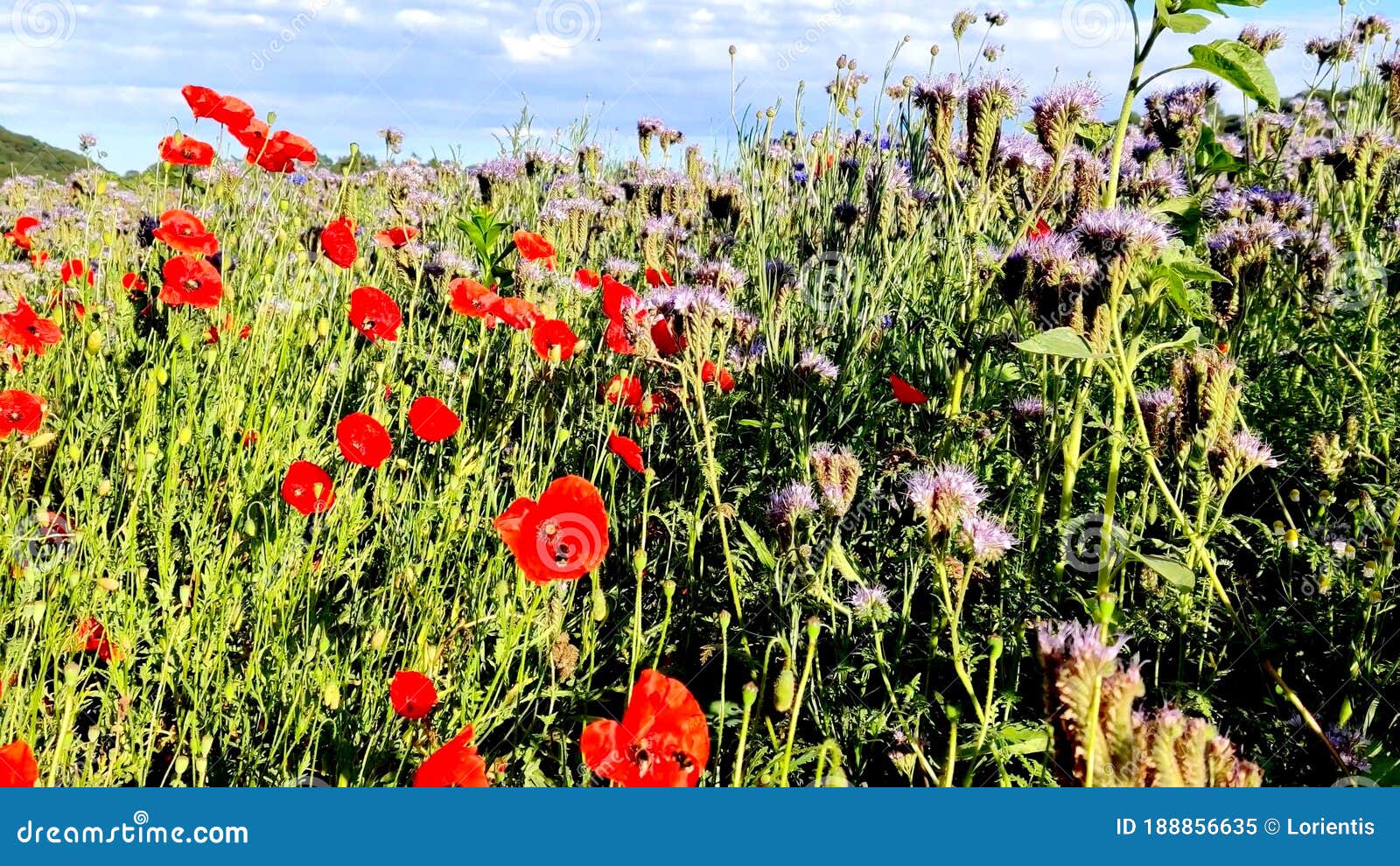 Wild Colored Flowers with Grass in the Nature Stock Image - Image of ...