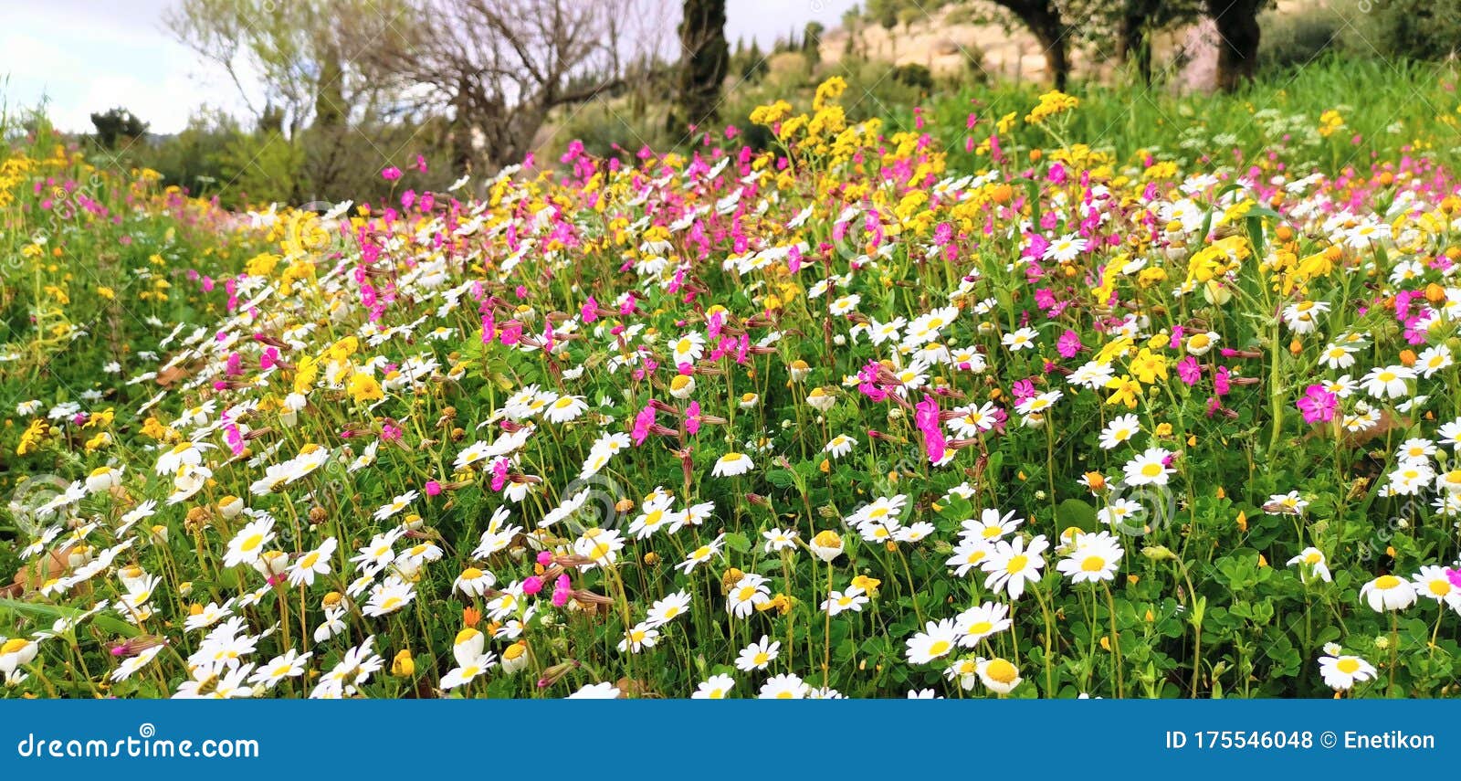 Wild Colored Flowers I the Fields Stock Photo - Image of wild, fields ...