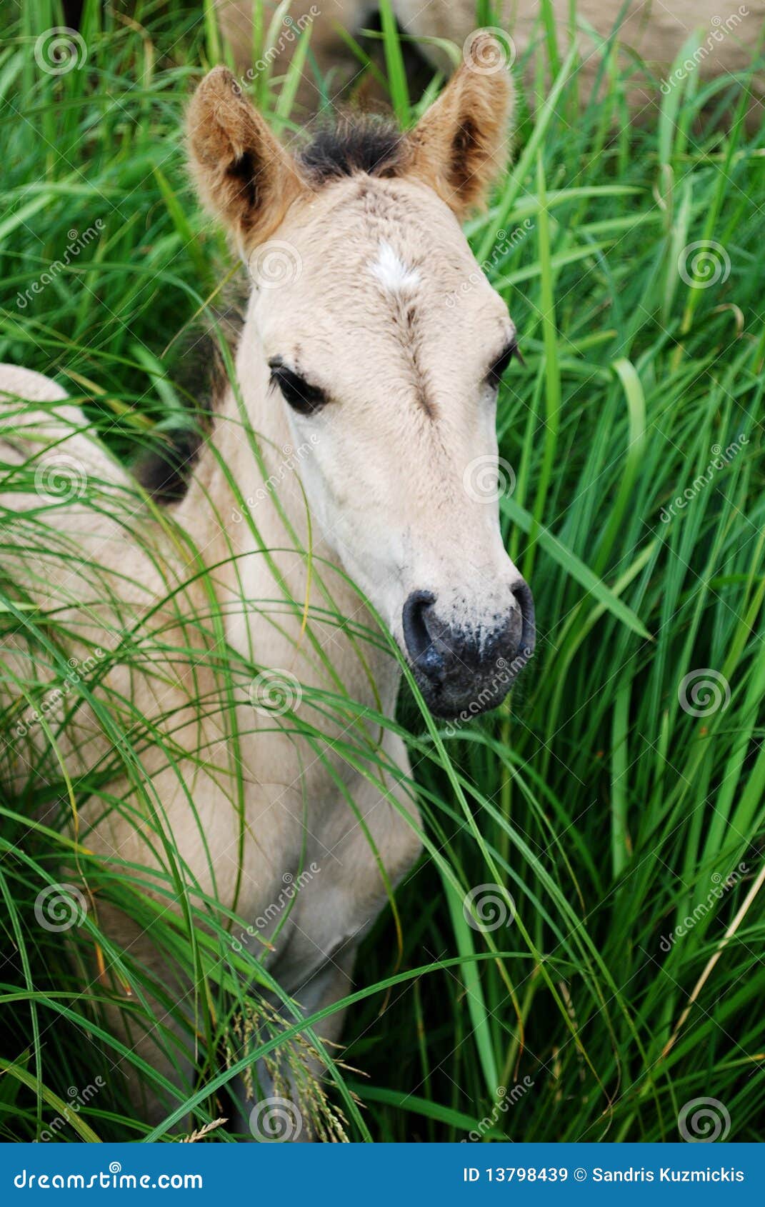 Wild colt stock image. Image of latvija, gras, mammals - 13798439