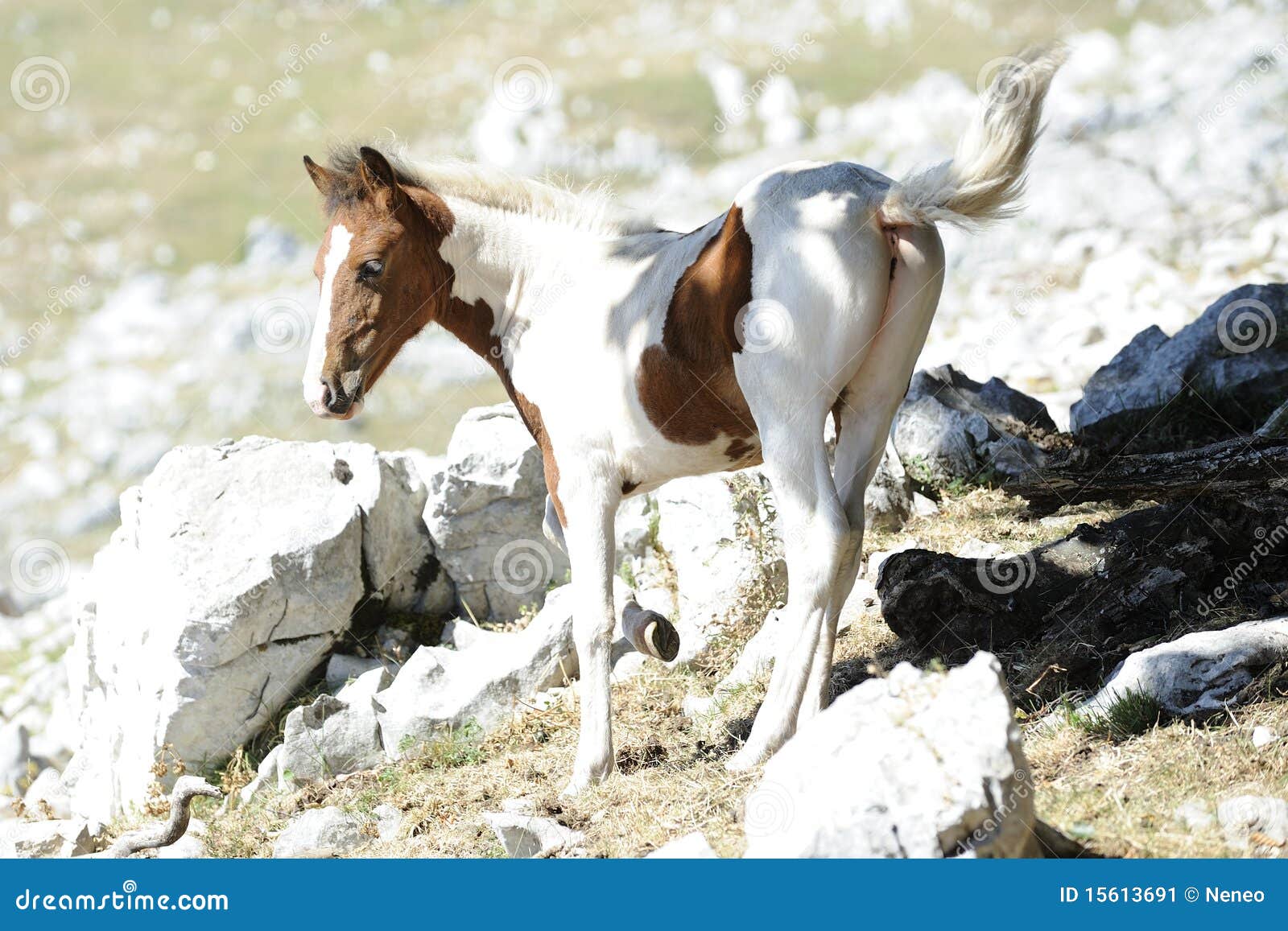 Wild colt stock image. Image of mammal, wildlife, horse - 15613691