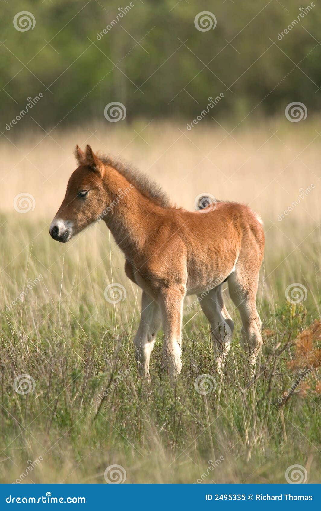 Wild Colt stock image. Image of standing, animal, scared - 2495335