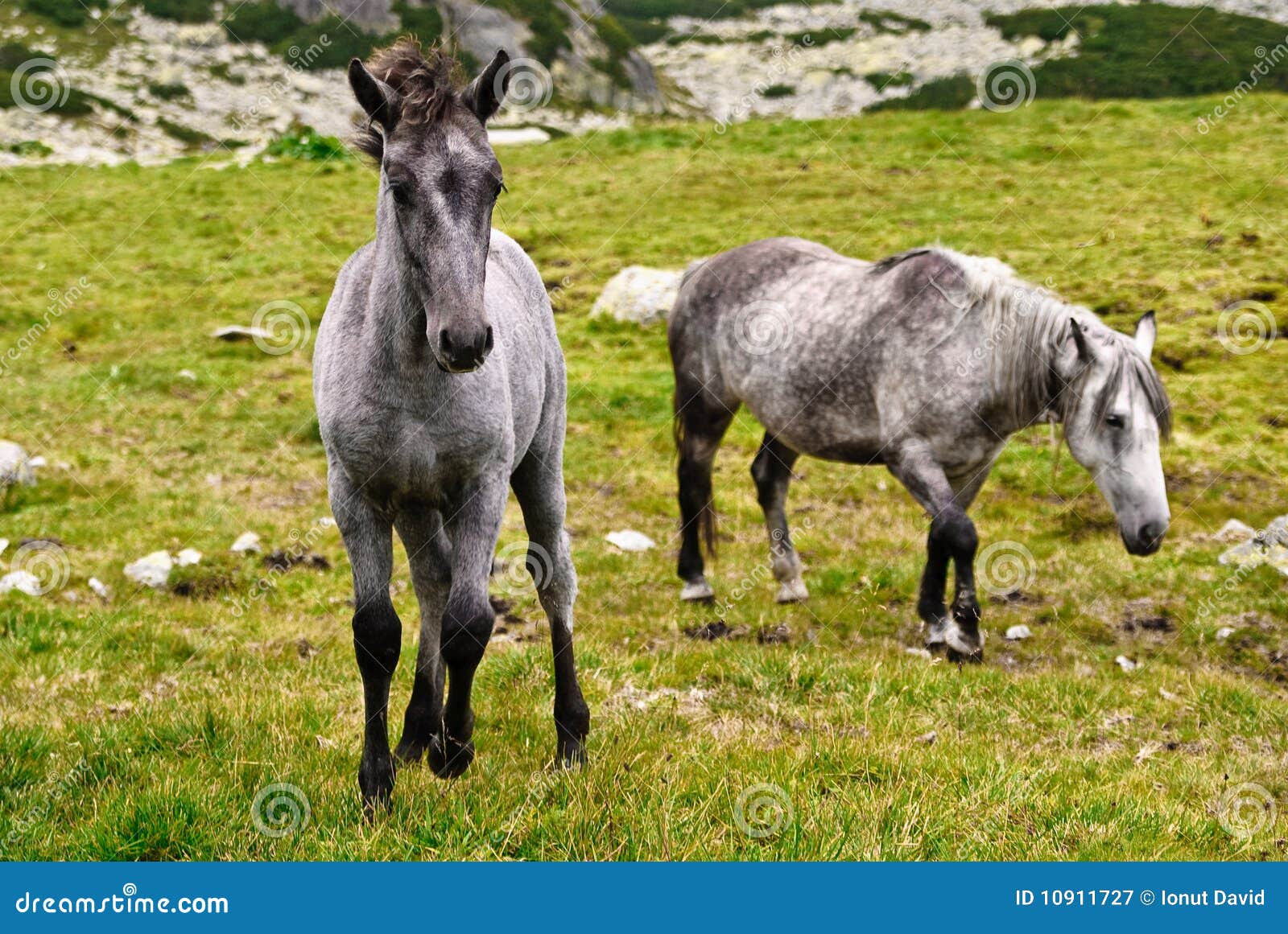 Wild colt in the mountains stock image. Image of reflection - 10911727