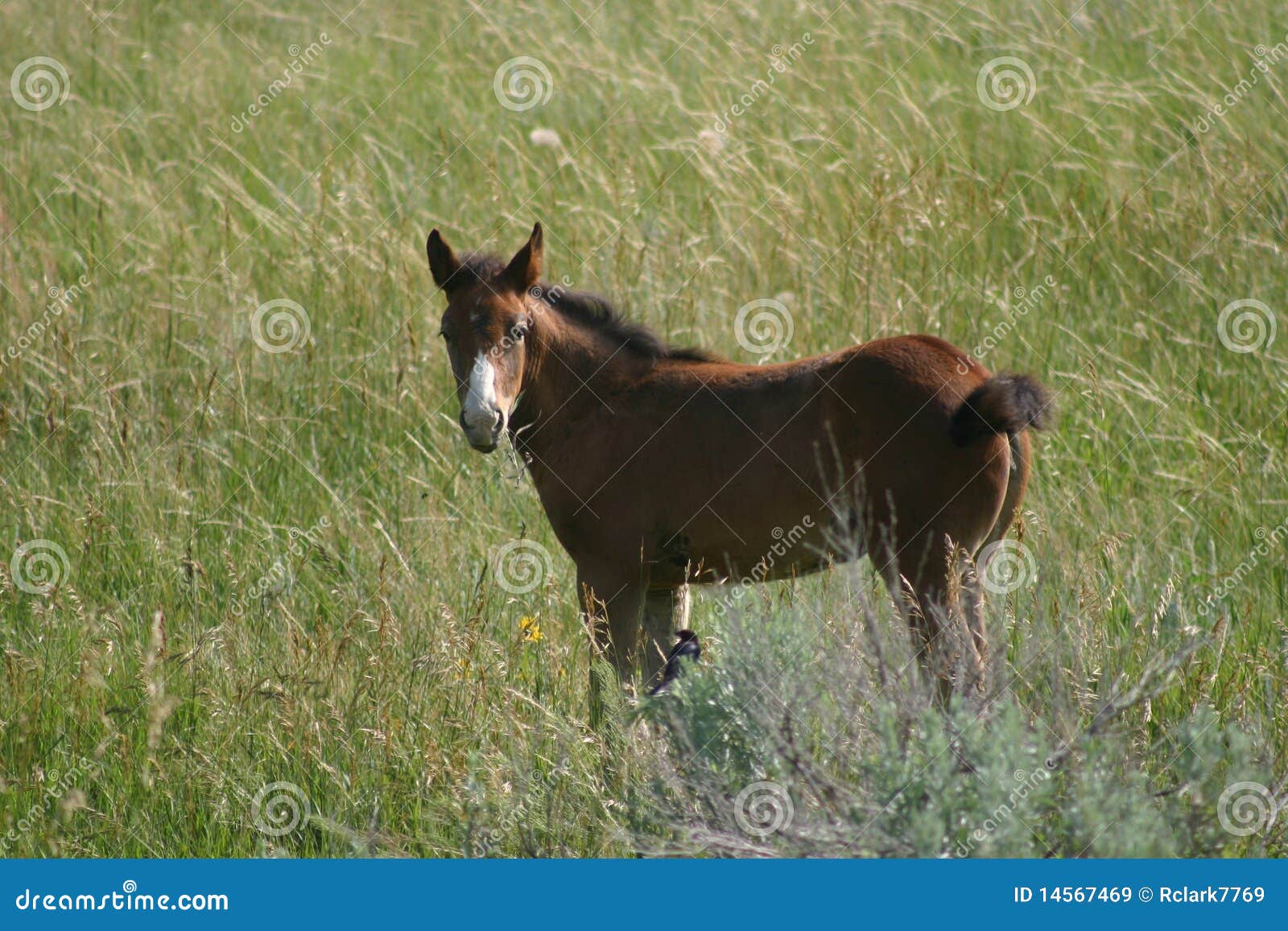 Wild Colt in North Dakota stock image. Image of mammal - 14567469