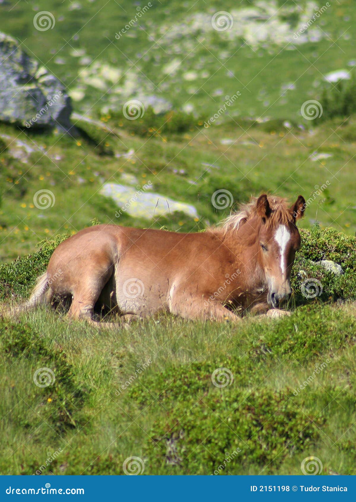 Wild colt resting stock photo. Image of alpine, summer - 2151198