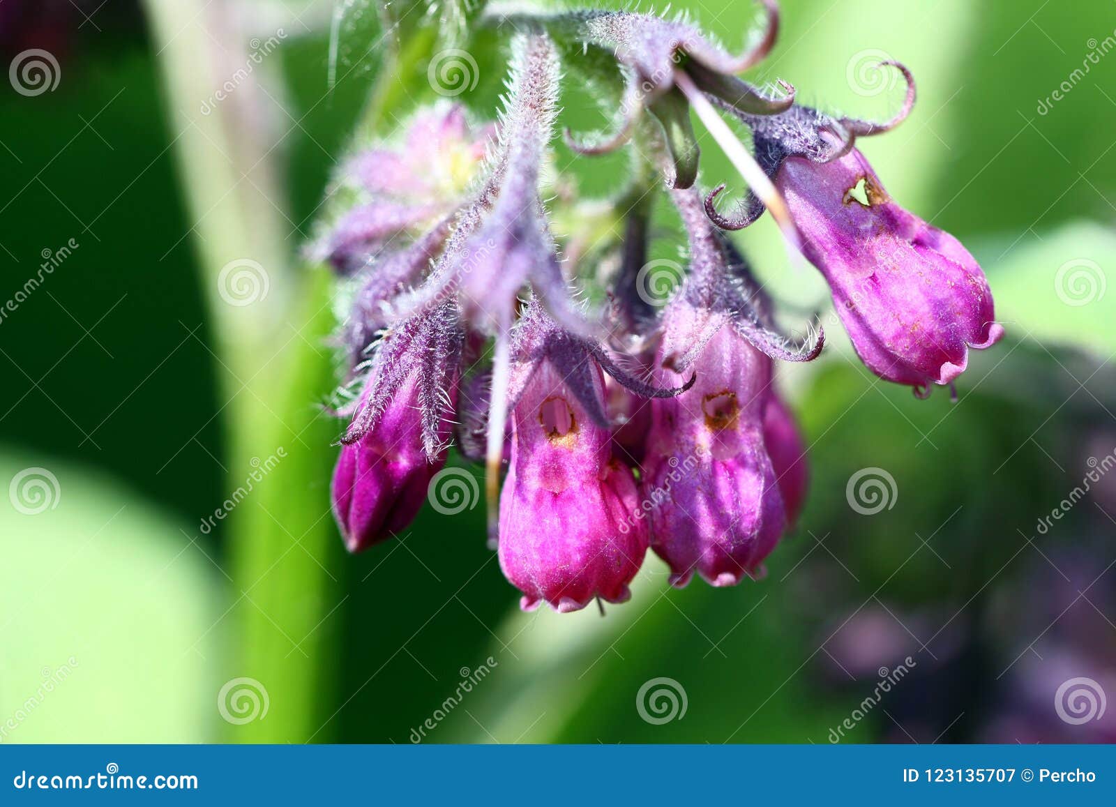 Wild Comfrey stock image. Image of plant, detail, purple - 123135707