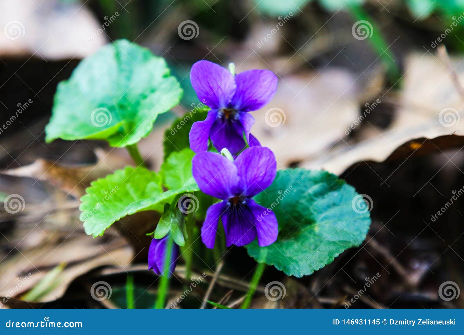 Wild Common Blue Violets Background. Nature, Texture Stock Image ...