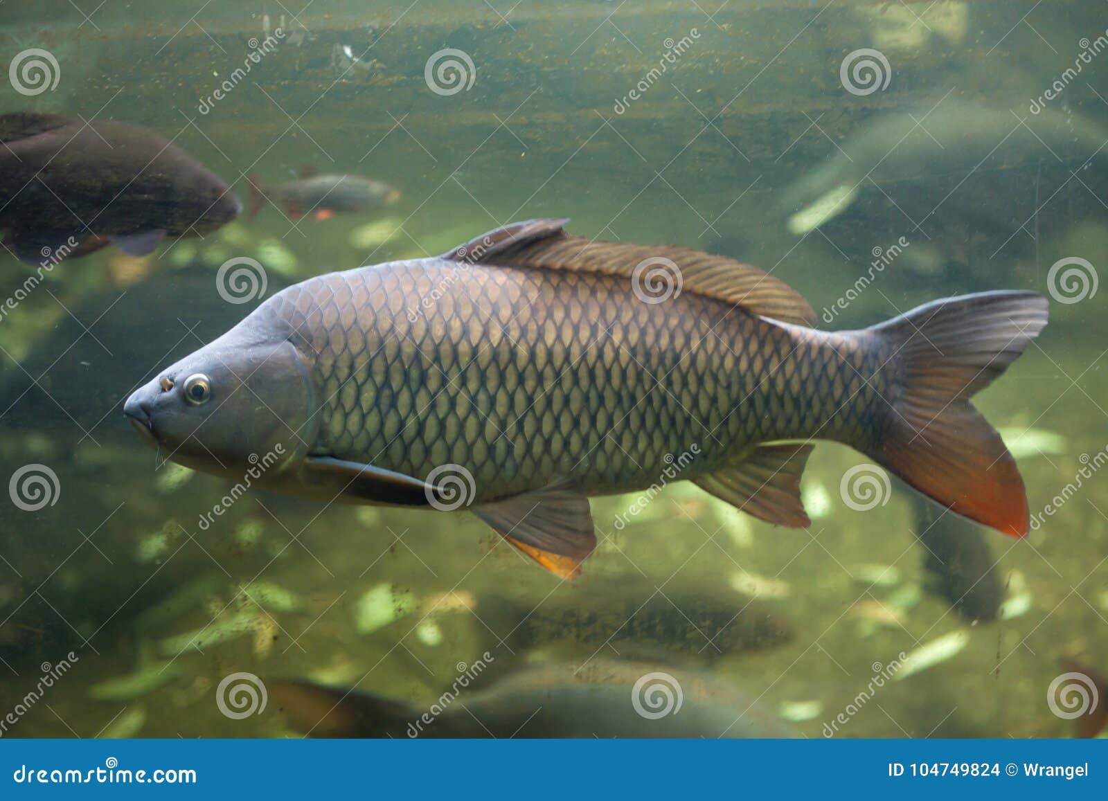Wild Common Carp Cyprinus Carpio Stock Photo - Image of european ...
