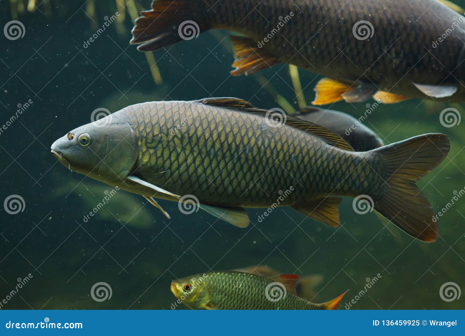 Wild Common Carp Cyprinus Carpio Stock Image - Image of carpio, carps ...