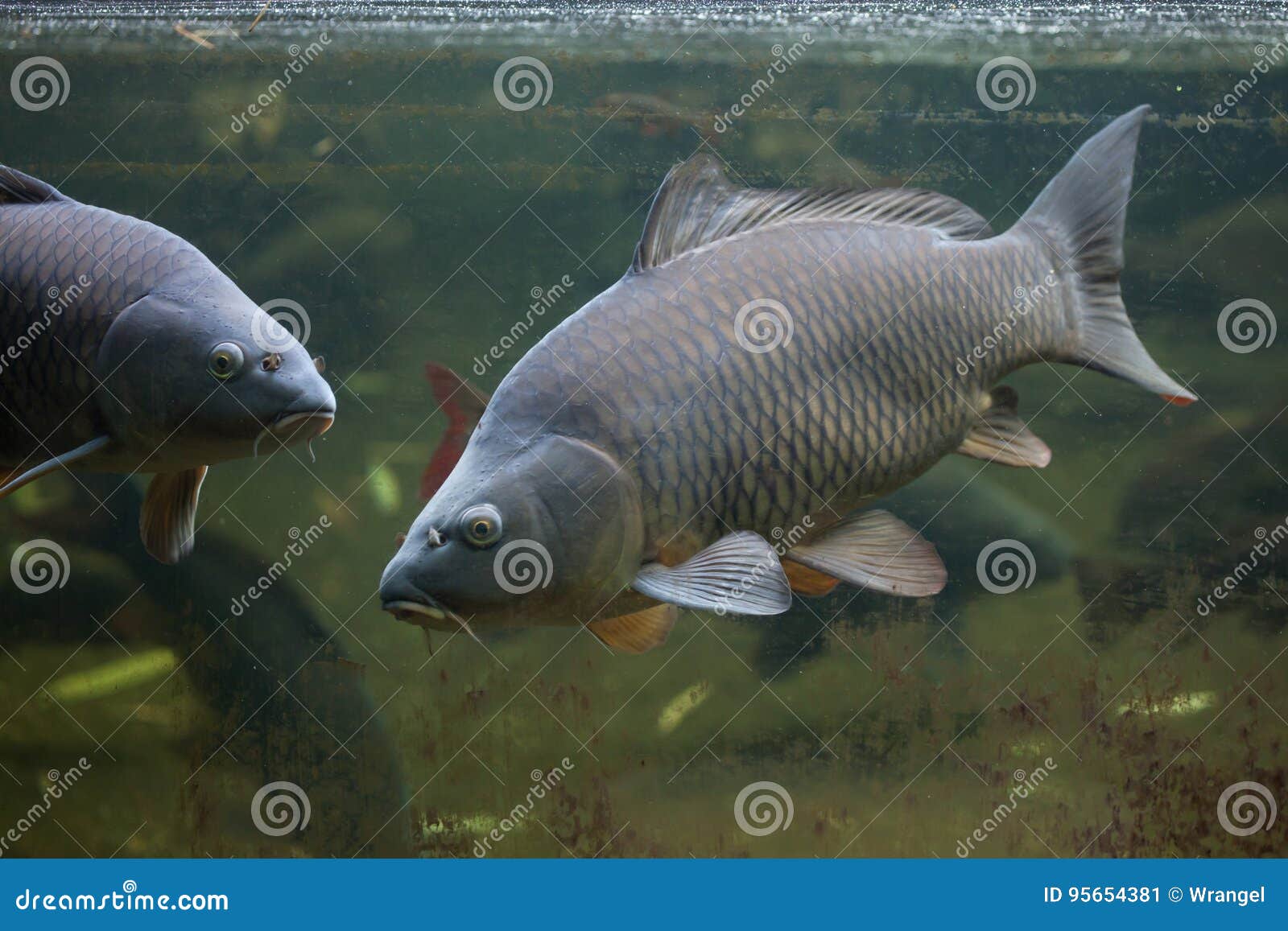 Wild Common Carp Cyprinus Carpio Stock Image - Image of asia, nature ...
