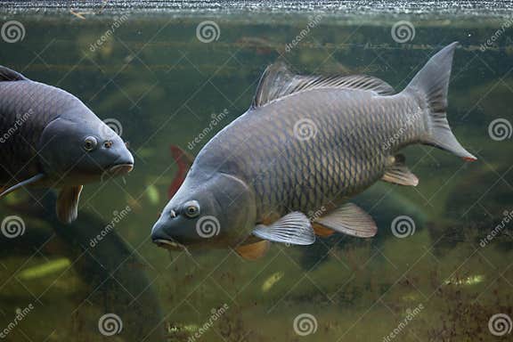 Wild Common Carp Cyprinus Carpio Stock Image - Image of asia, nature ...