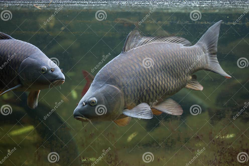 Wild Common Carp Cyprinus Carpio Stock Image - Image of asia, nature ...