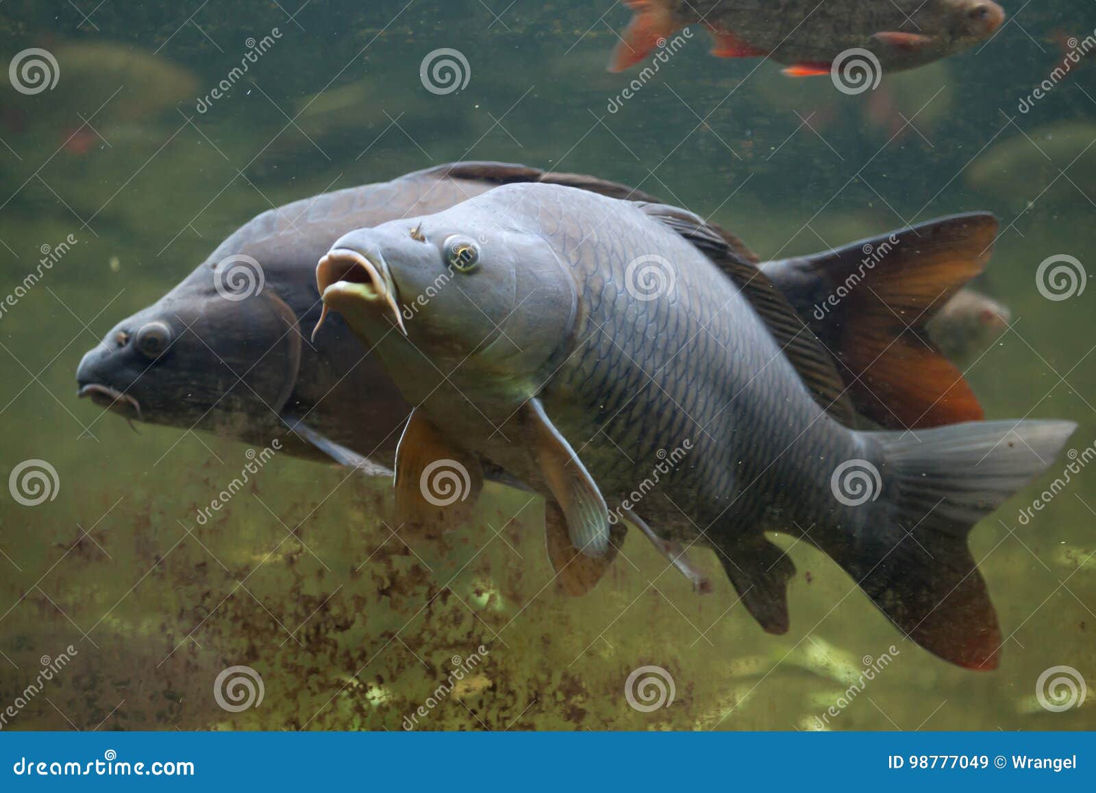 Wild Common Carp Cyprinus Carpio Stock Image - Image of cyprinus ...
