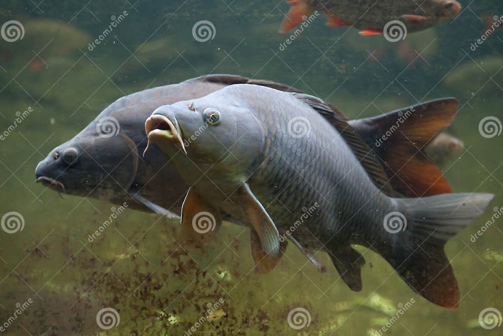 Wild Common Carp Cyprinus Carpio Stock Image - Image of cyprinus ...