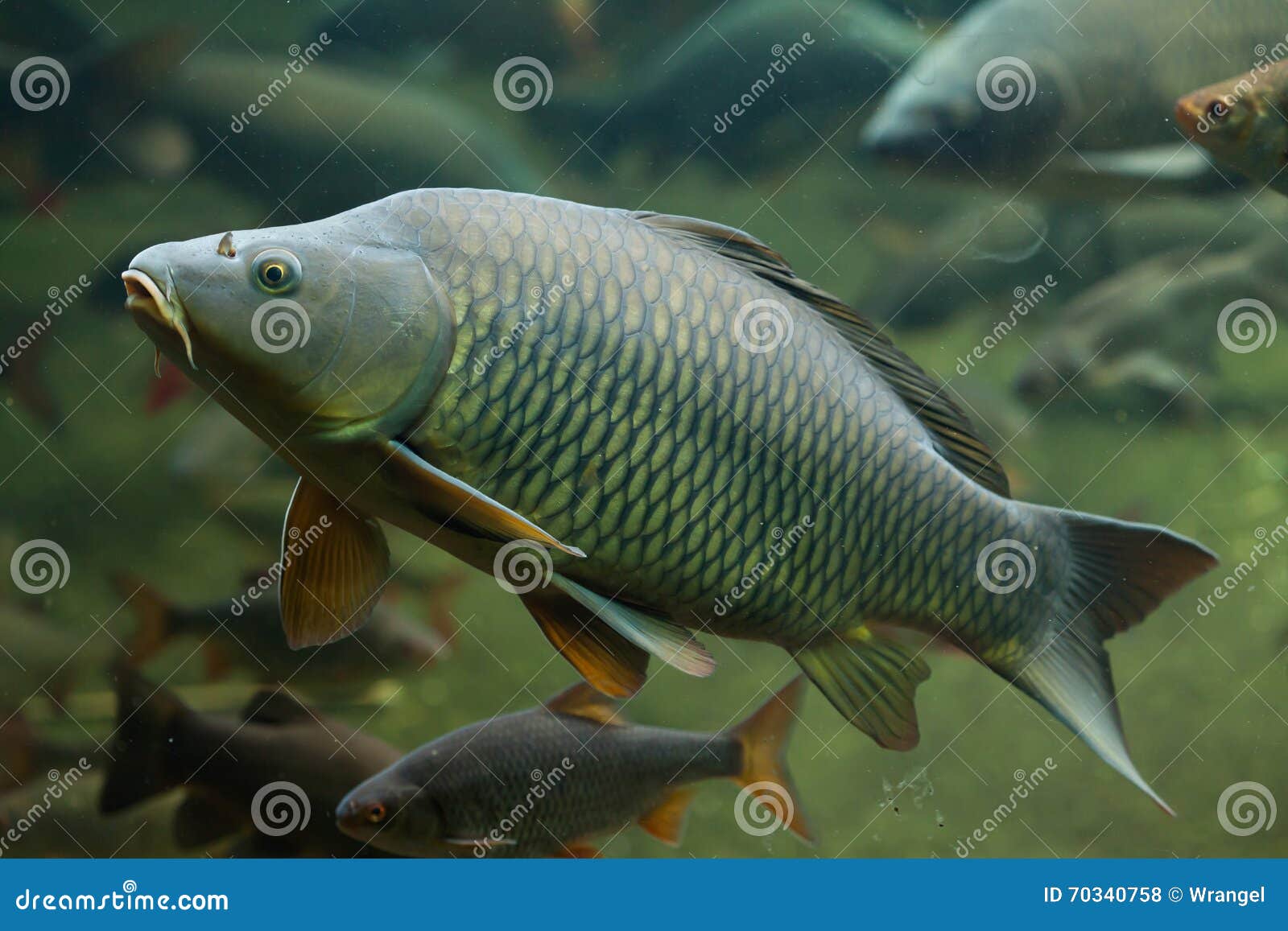 Common Carp, Cyprinus Carpio Freshwater Fish Stock Photo ...