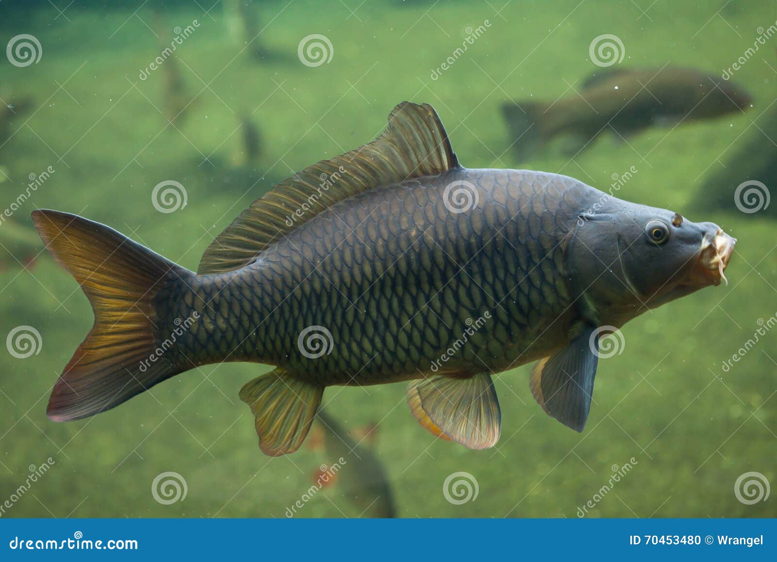 Wild Common Carp (Cyprinus Carpio). Stock Photo - Image of animals ...