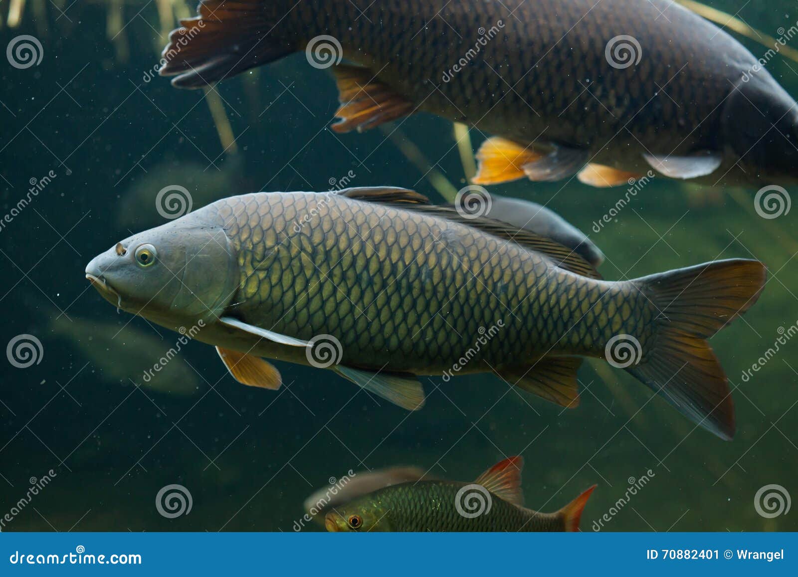 Wild Common Carp (Cyprinus Carpio). Stock Image - Image of pond, lake ...