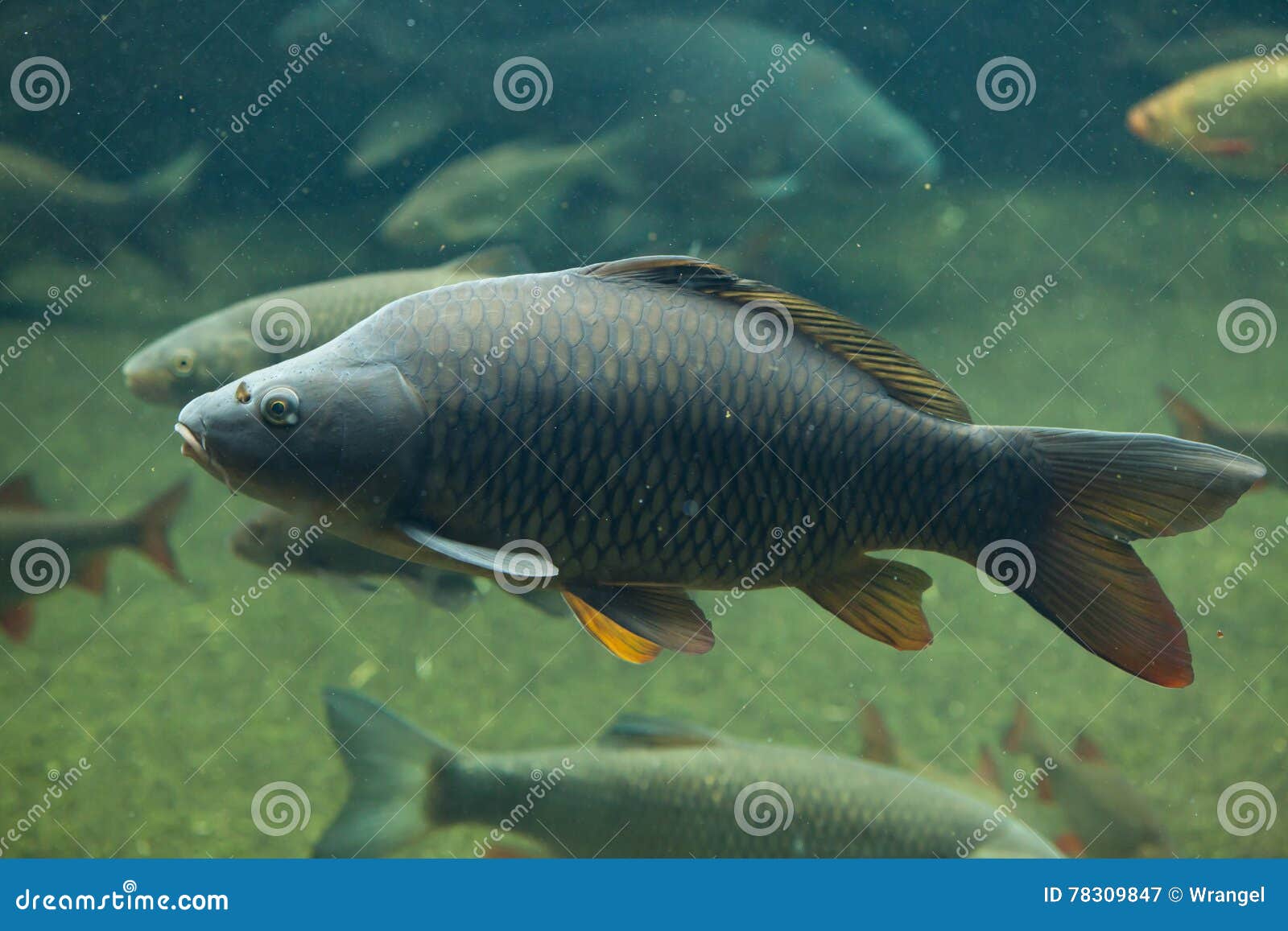 Wild Common Carp Cyprinus Carpio Stock Image - Image of europe ...