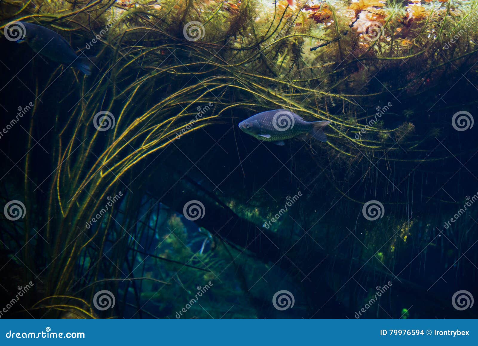 Wild Common Carp (Cyprinus Carpio) in Natural Lake Stock Photo - Image ...
