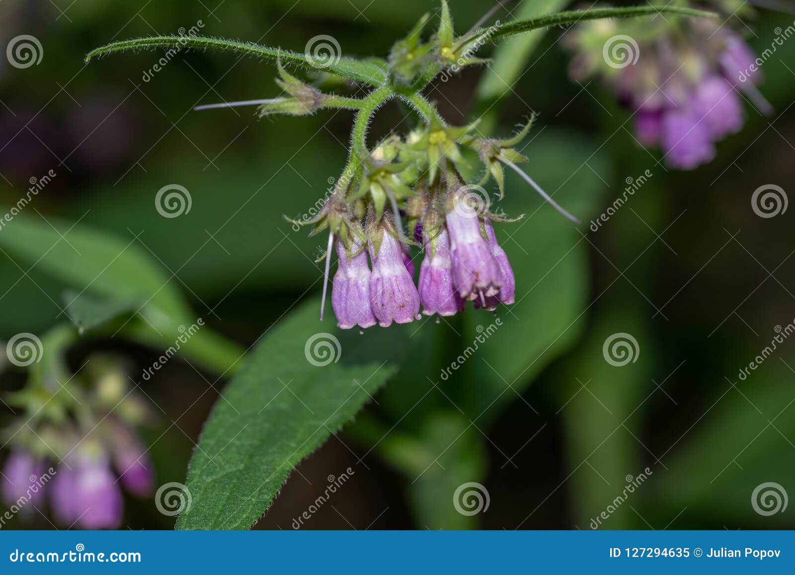 Wild Common Comfrey or True Comfrey Flower .Selective Focus Stock Image ...